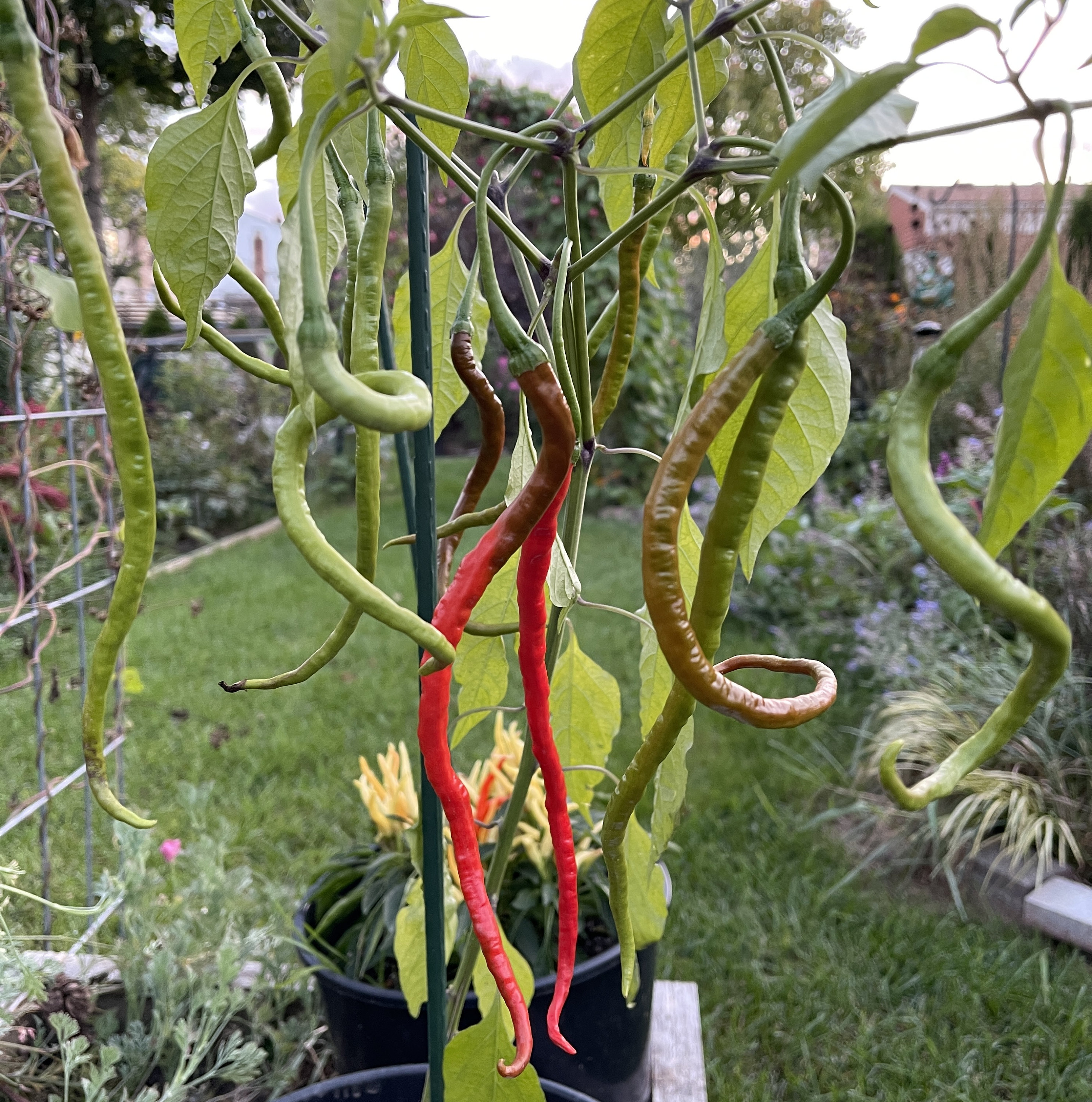 Thunder Mountain Longhorn Pepper Seeds. Organic Garden. Open Pollinated ...