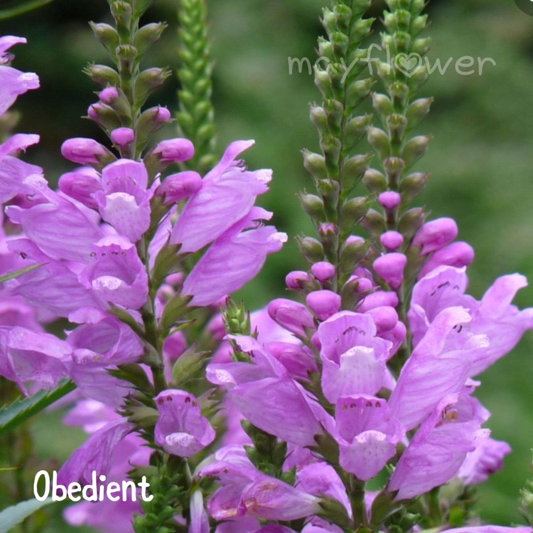 5 Obedient Plant Bare Roots: Purple False Dragonhead Perennial - Etsy