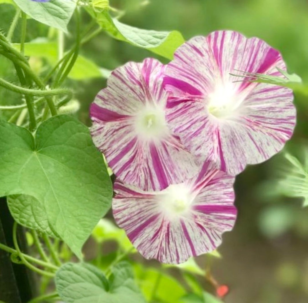 Venice Cherry-pink Swirl Morning Glory Seeds - Bicolor Blooms - Etsy