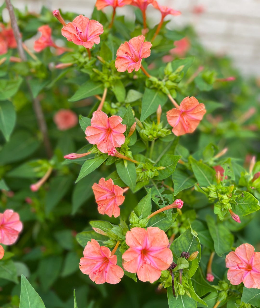 Salmon Sunset 4 O’clock Seeds (mirabilis Jalapa). True Salmon Color ...