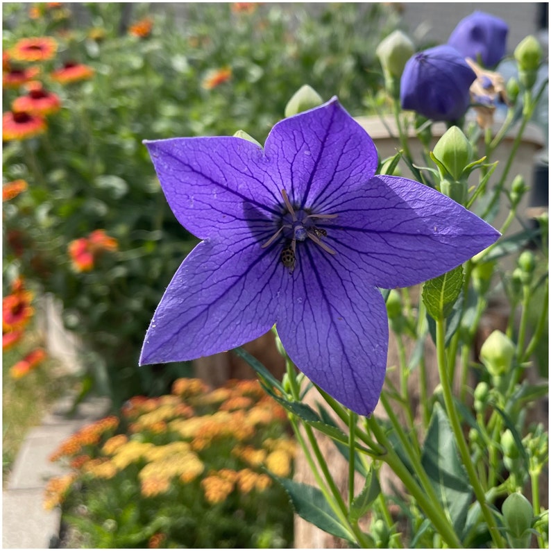 Buy Balloon Flower Seeds: Deer Resistant Perennial, Blue Platycodon ...