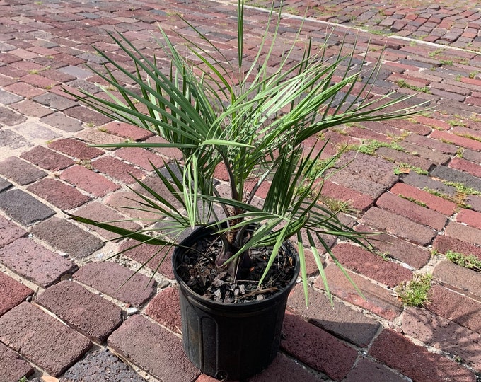 Pindo Palm Tree, 7 Gallon - Etsy