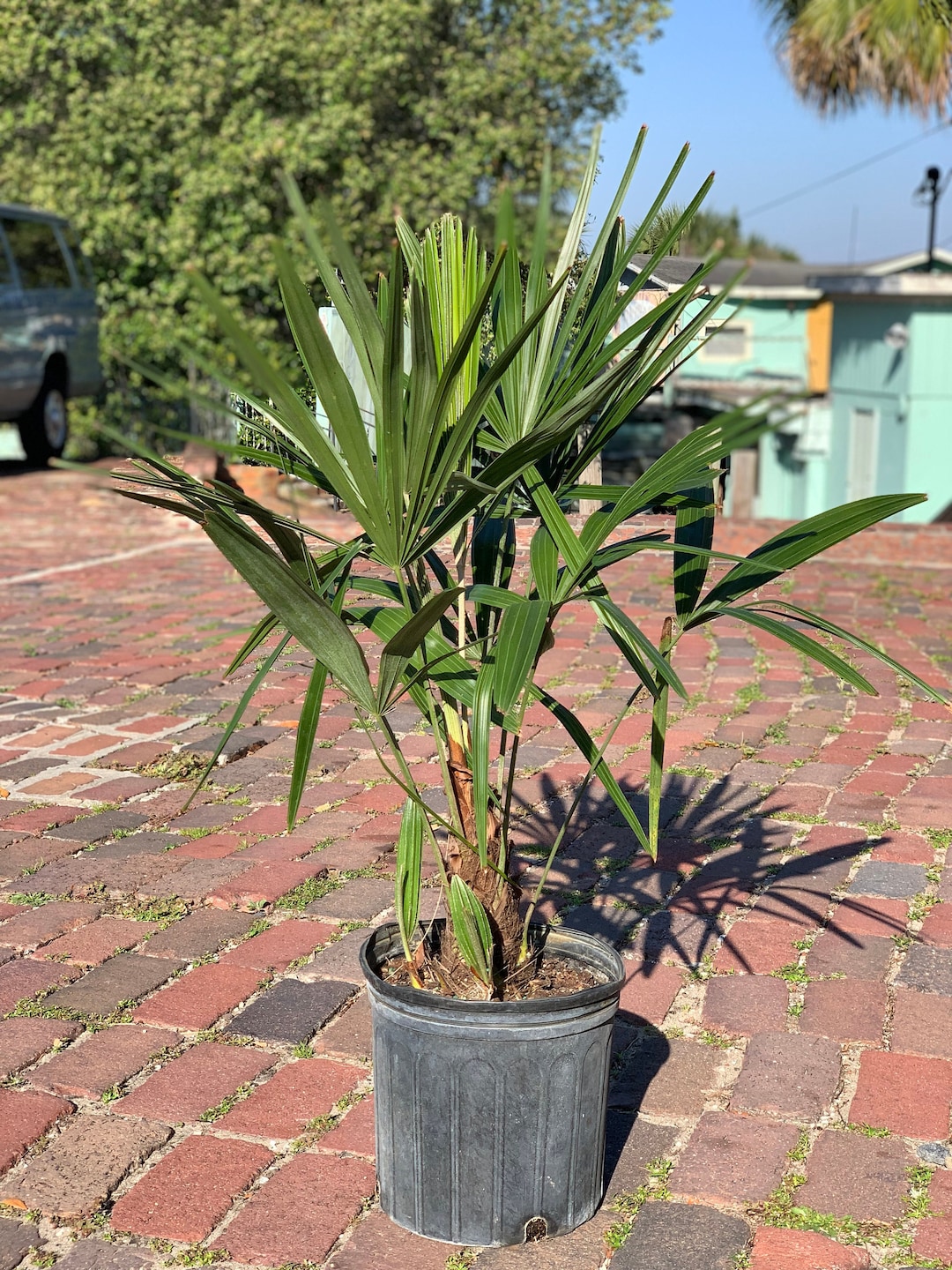 Needle Palm (rhapidophyllum Hystrix), 3 Gal., 30+" Tall, Ships in the ...