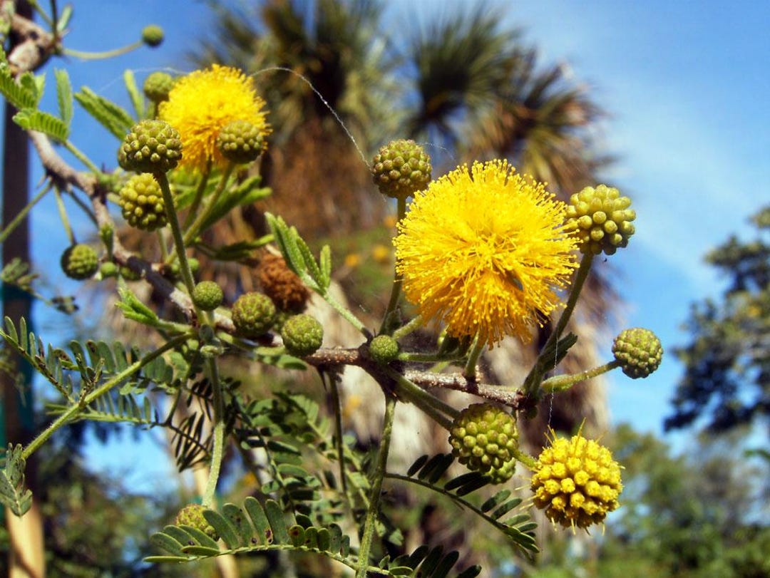 Sweet Acacia Tree: Florida Native, Pollinator Friendly (one-gallon ...
