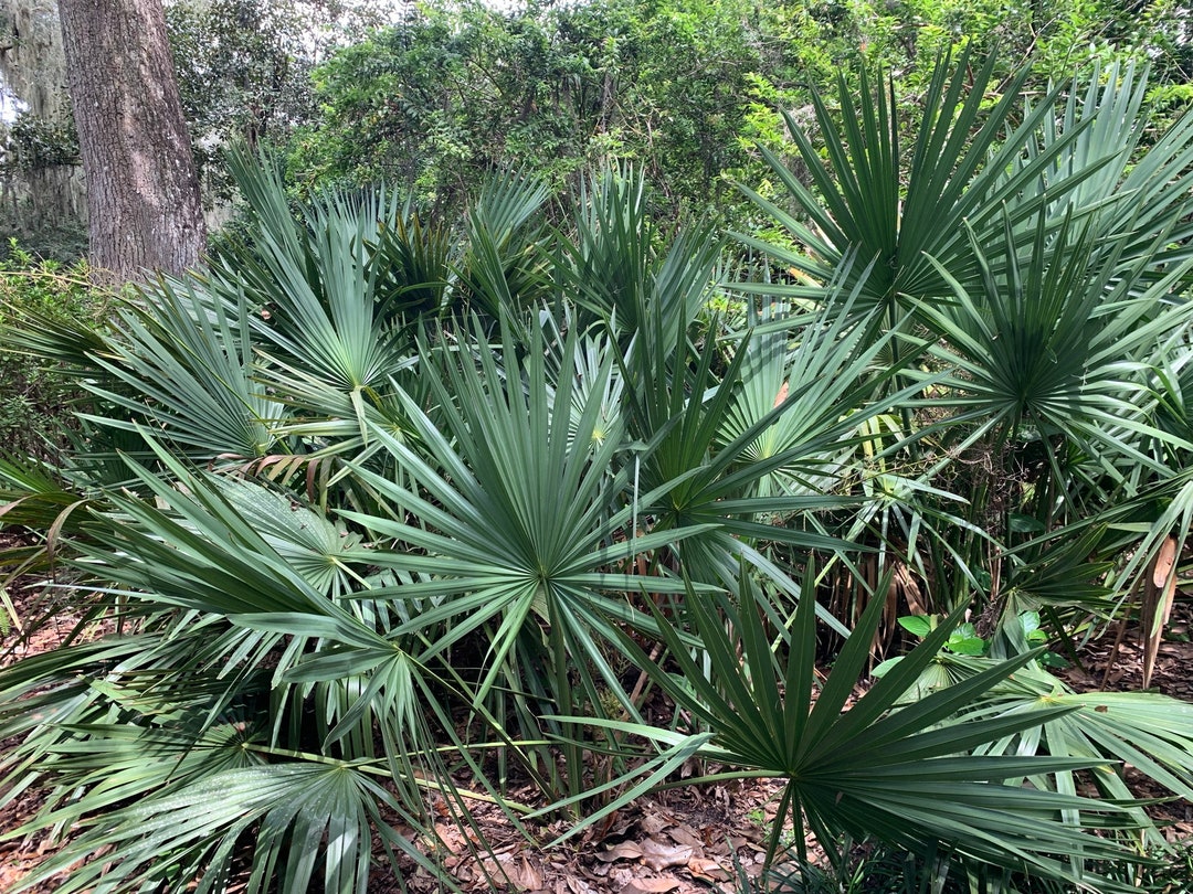 Sabal Minor, COLD HARDY Dwarf Palmetto, Ships in 10" - 3 Gallon ...