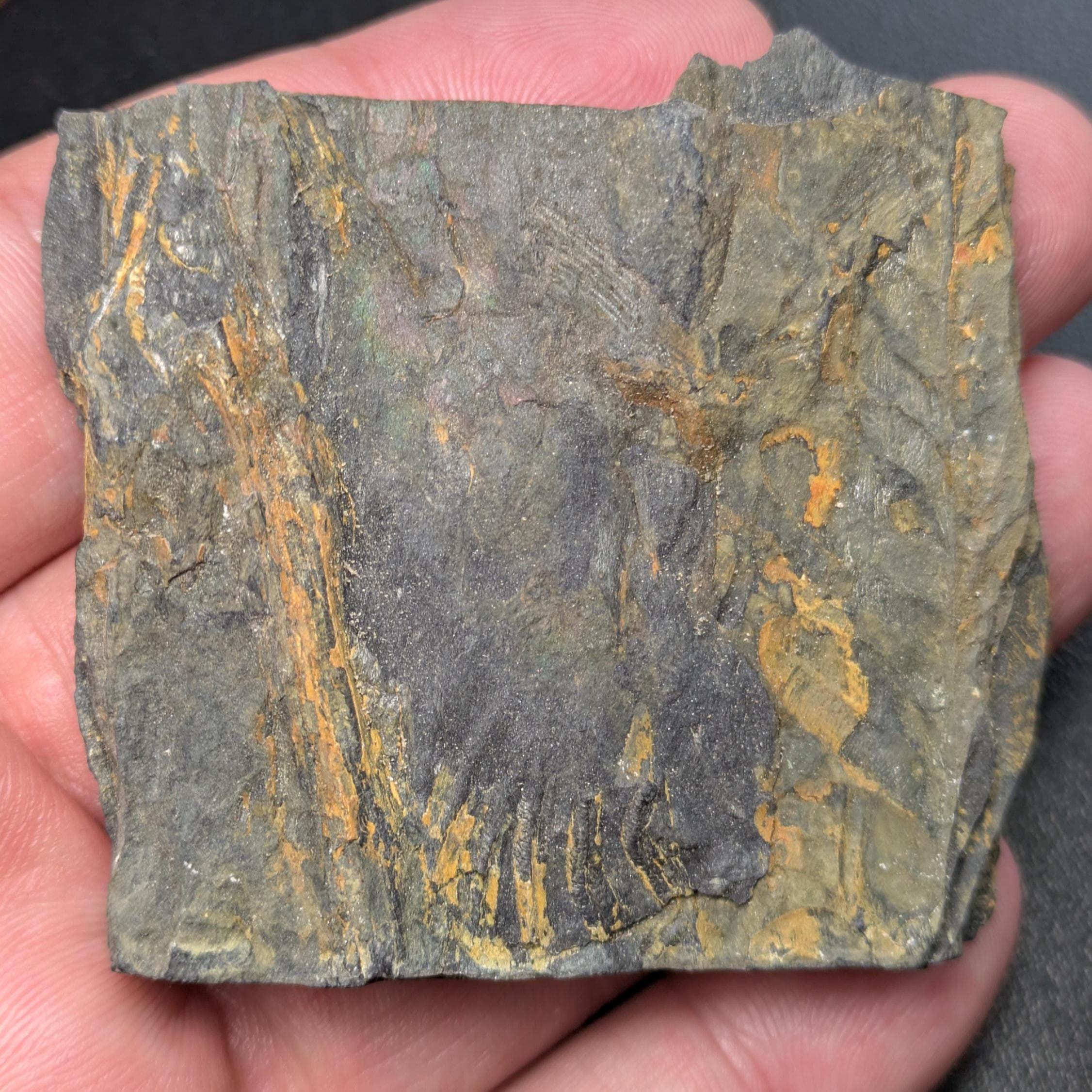 Fern Fossil in Black Shale, St. Clair, PA, Llewellyn Formation ...