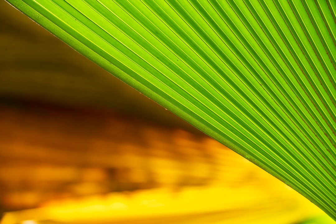 Giant Palm Leaf Seychelles, Tree, Botanical, Koko-d-mer, Coco De Mer ...