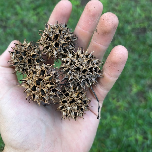 Sweet Gum Tree - Etsy