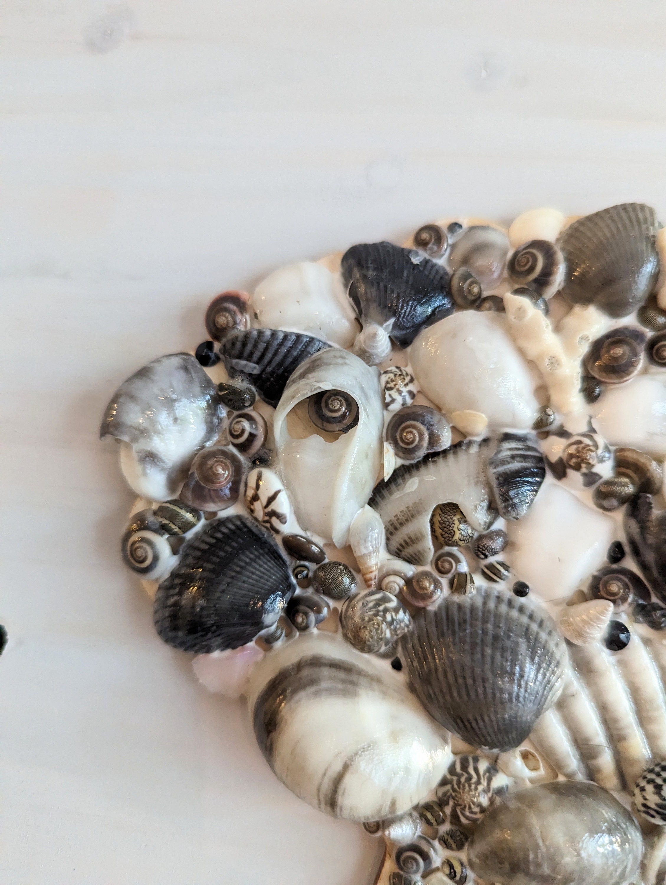 Black to White Seashell Wall Decor, Shell Coastal Beach Decor, Beach ...