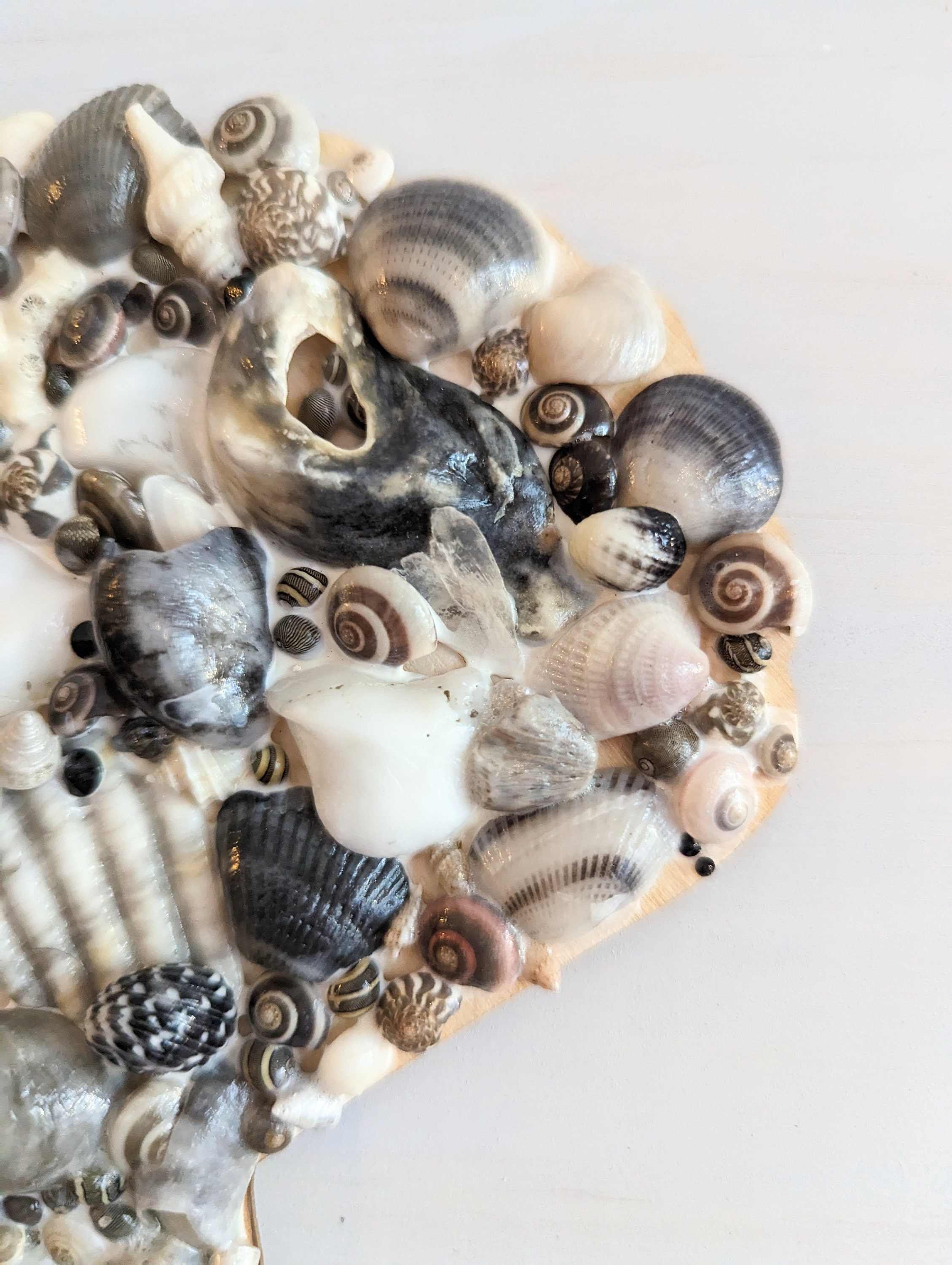 Black to White Seashell Wall Decor, Shell Coastal Beach Decor, Beach ...