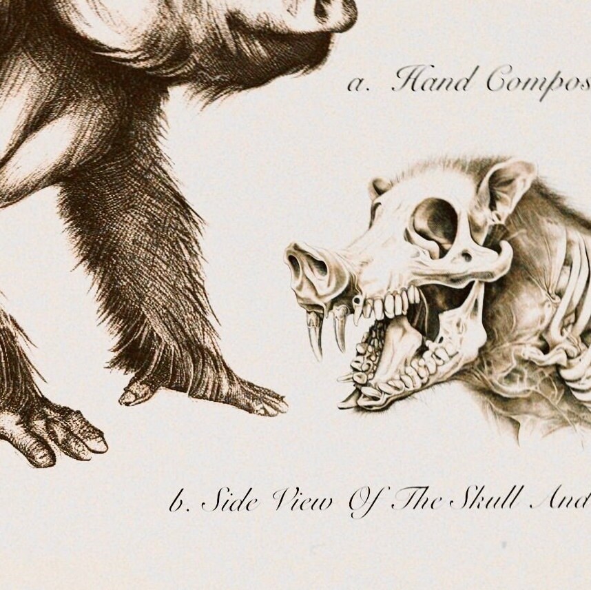 Glass Animals Toes Poster - Etsy