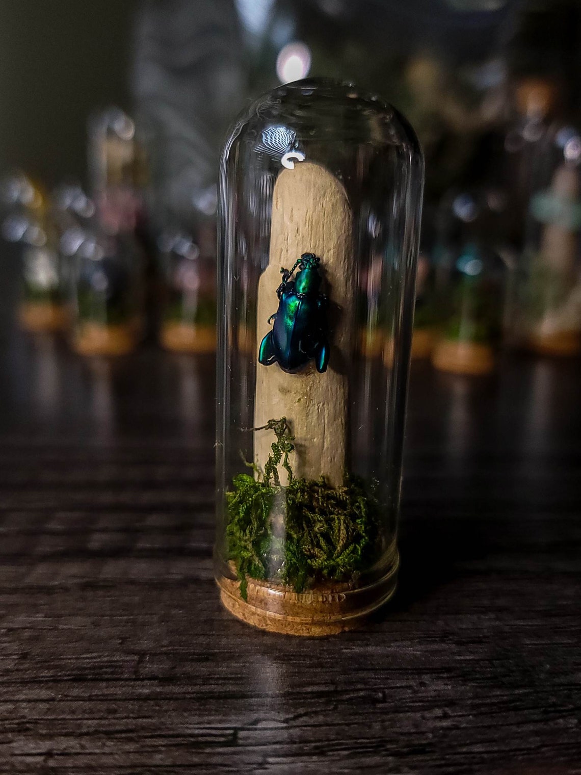 Frog Beetle Terrarium Dome - Etsy