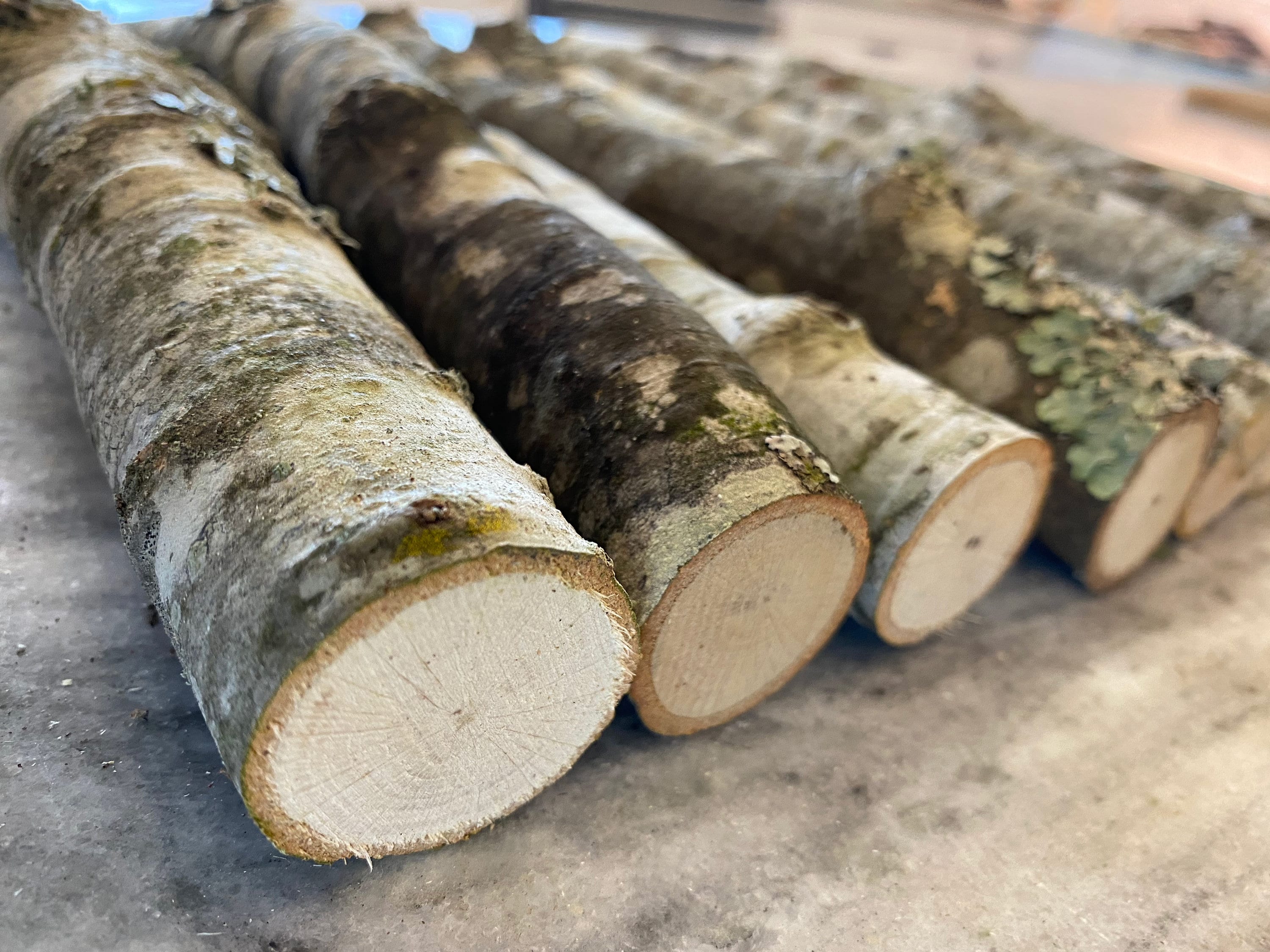 Organic OAK Logs 10” Length - Bundle of 10 - Wood Sticks - Eco-friendly ...