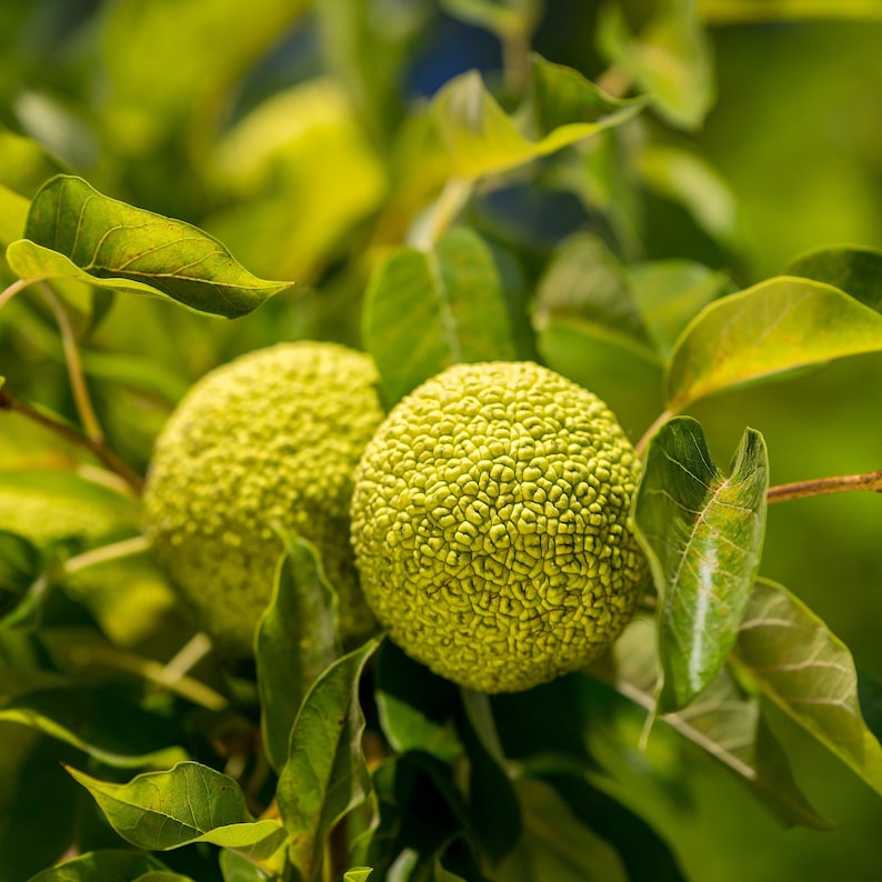 All Natural HORSE APPLES - Osage Oranges - Hedge Apples - Organic Home ...