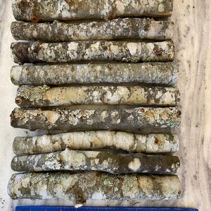 Organic OAK Logs 10 Length Bundle of 10 Wood Sticks Eco-friendly Oak ...