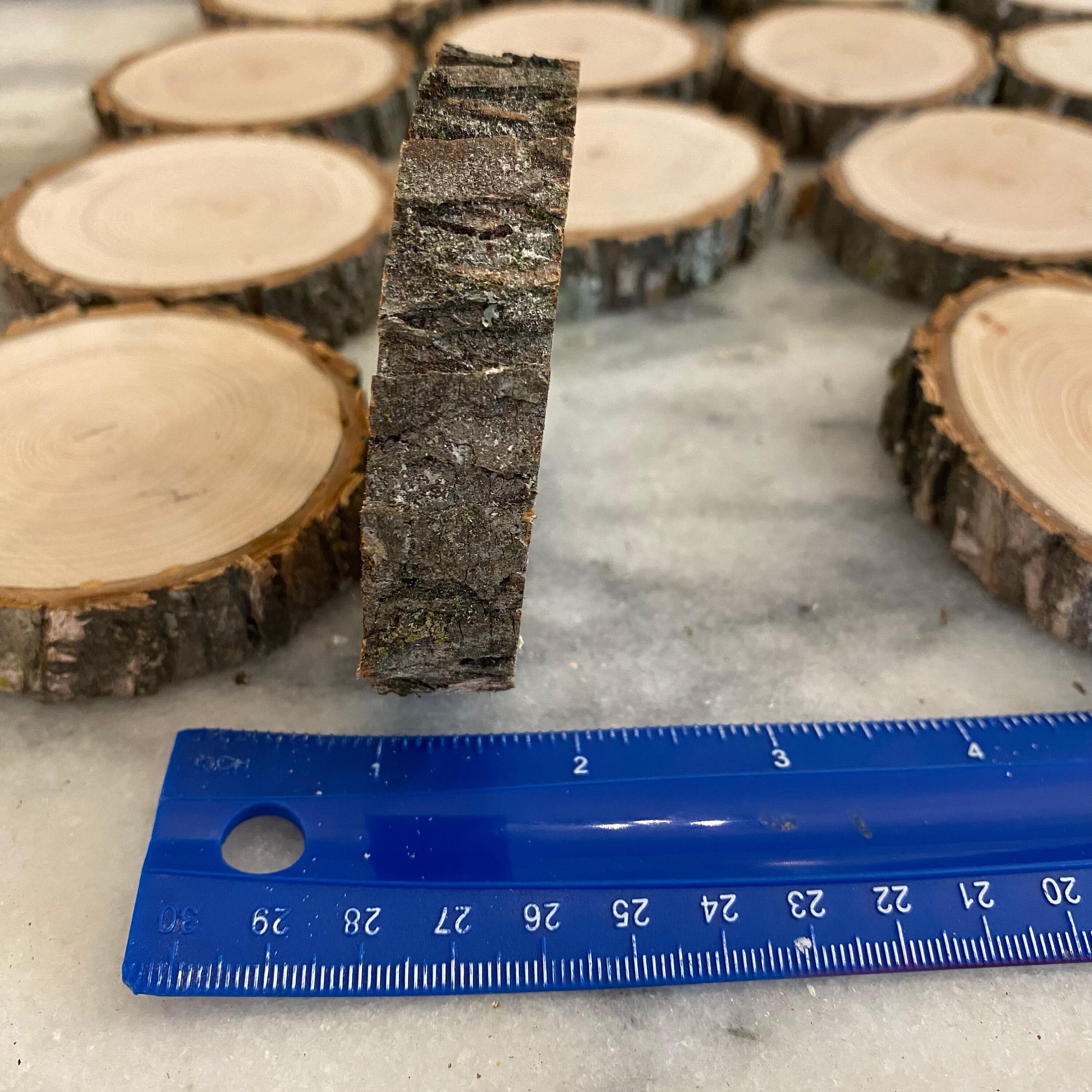 ORGANIC Ash Wood Slices Live Edge Wood Rounds Wood Disc Assorted Sizes ...