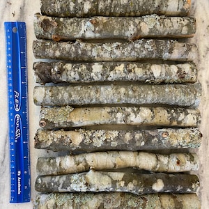 Organic OAK Logs 10 Length Bundle of 10 Wood Sticks Eco-friendly Oak ...