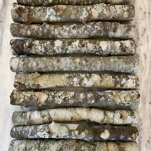 Organic OAK Logs 10 Length Bundle of 10 Wood Sticks Eco-friendly Oak ...