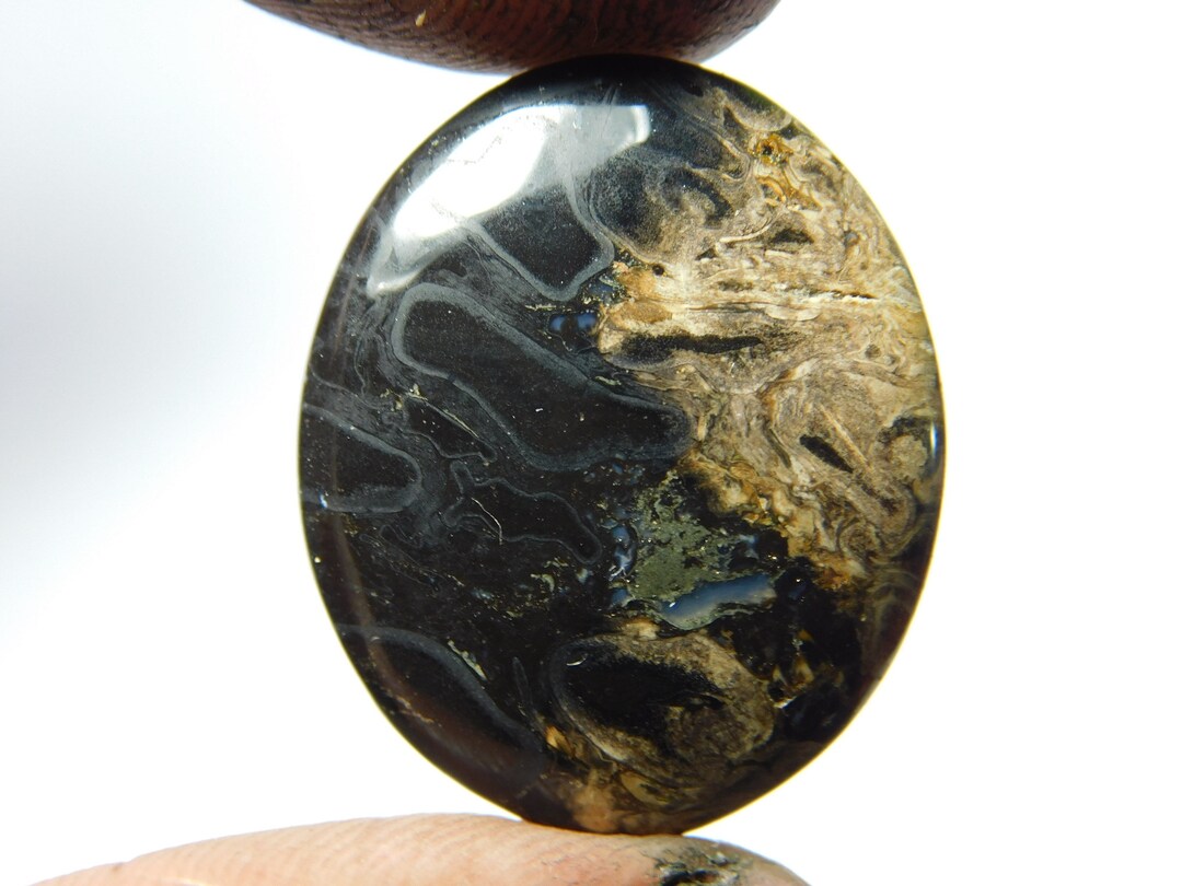 Natural Petrified Flame Palm Roottop Quality Petrified Flame - Etsy