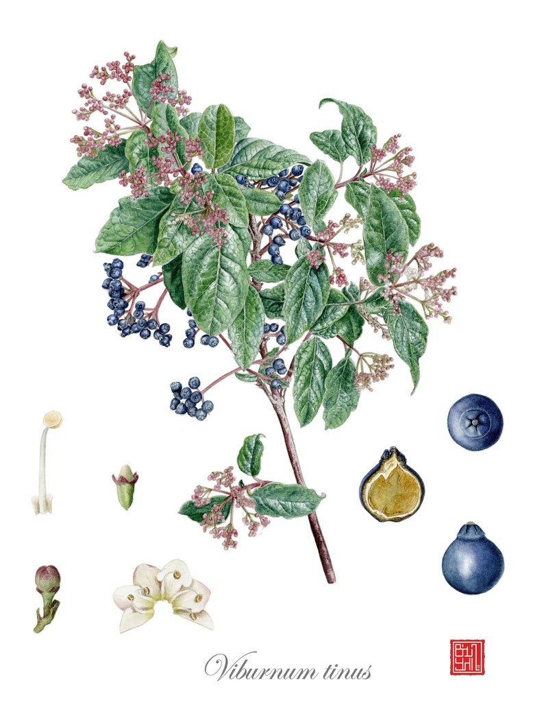 Viburnum Tinus Printable Watercolor Illustration by Binali - Etsy