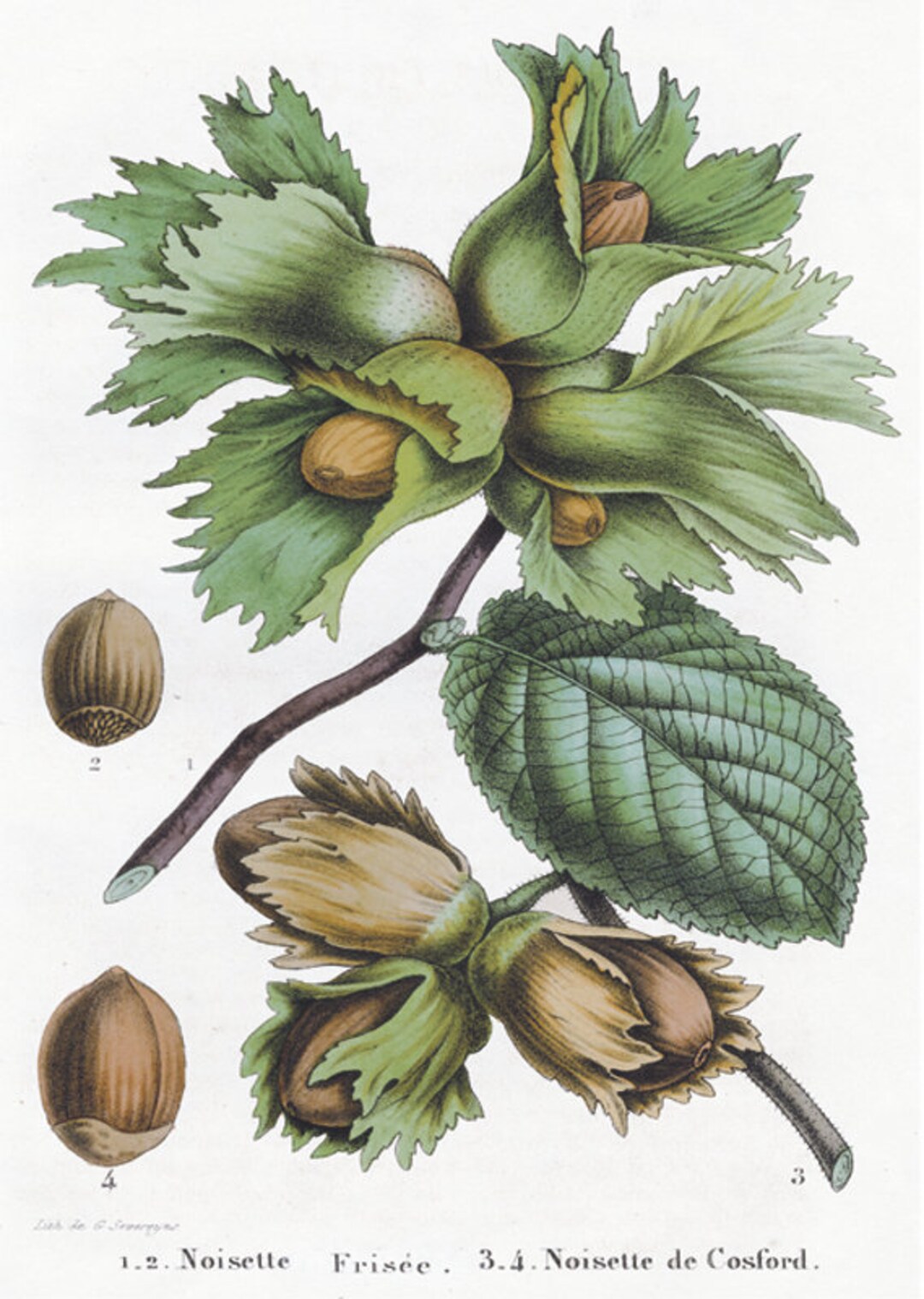 Vintage Fruit & Vegetableshazelnuts and Hazelnut Poster Wall Decoration ...