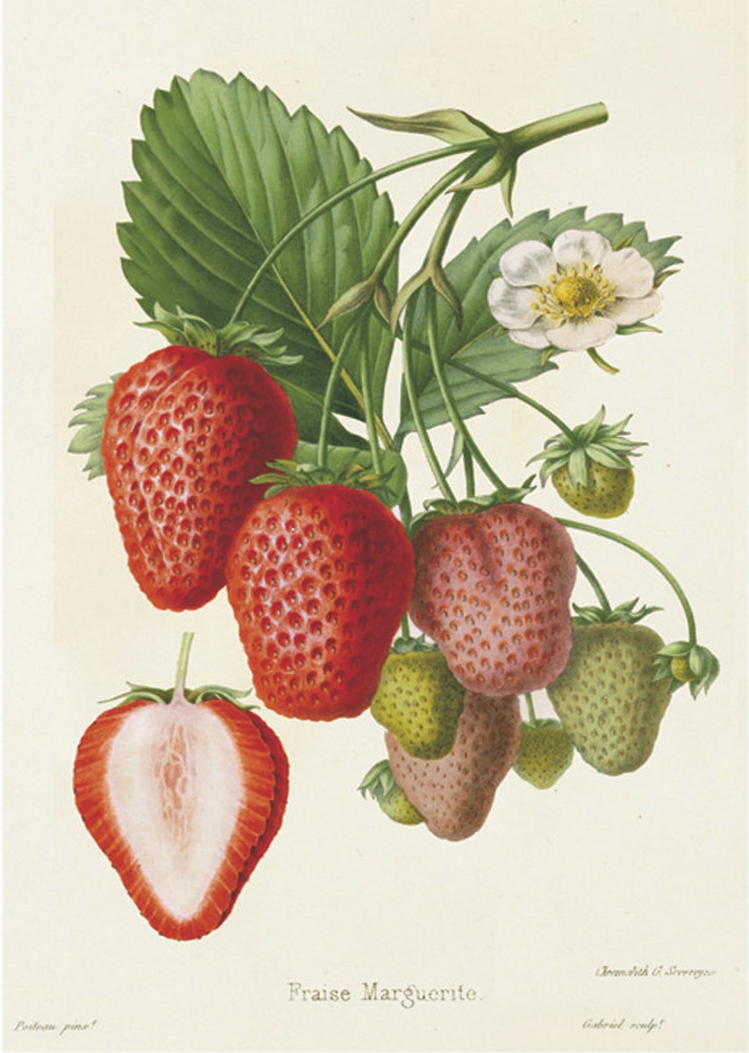 Vintage Fruit & Vegetable Posterstrawberry A3 Wall Decoration Poster 32 ...