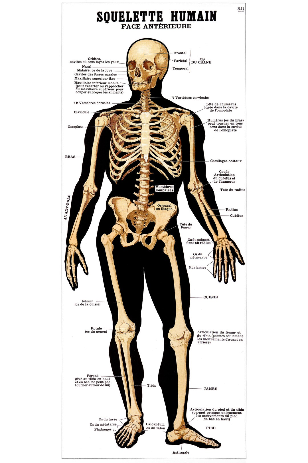 Vintage School Anatomy Poster - Human Skeleton - Wall Decoration Poster ...