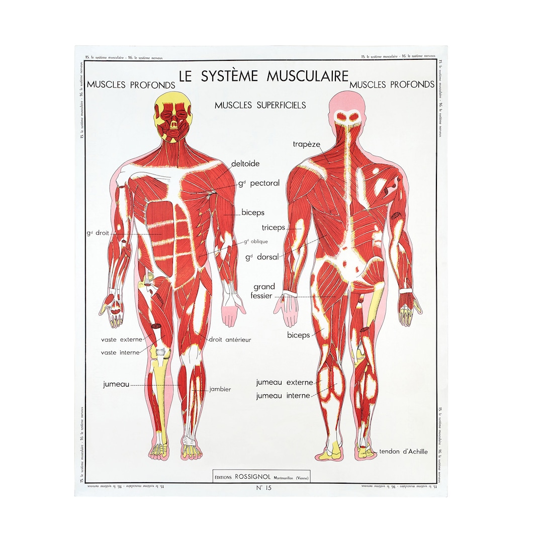 Vintage School Anatomy Poster - the Human Muscular System - Wall ...