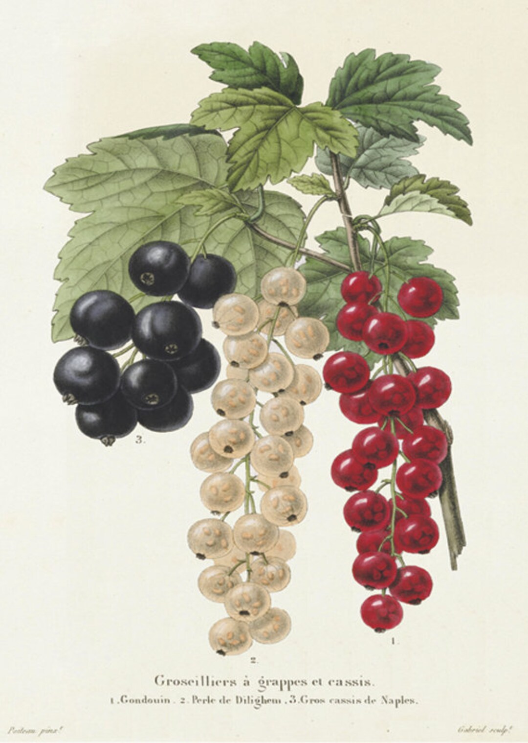 Vintage Fruit & Vegetable Postergooseberry A3 Wall Decoration Poster 32 ...