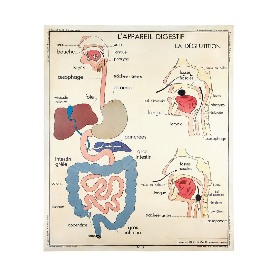 Affiche Vintage Scolaire Anatomie - Appareil Digestif - Poster ...