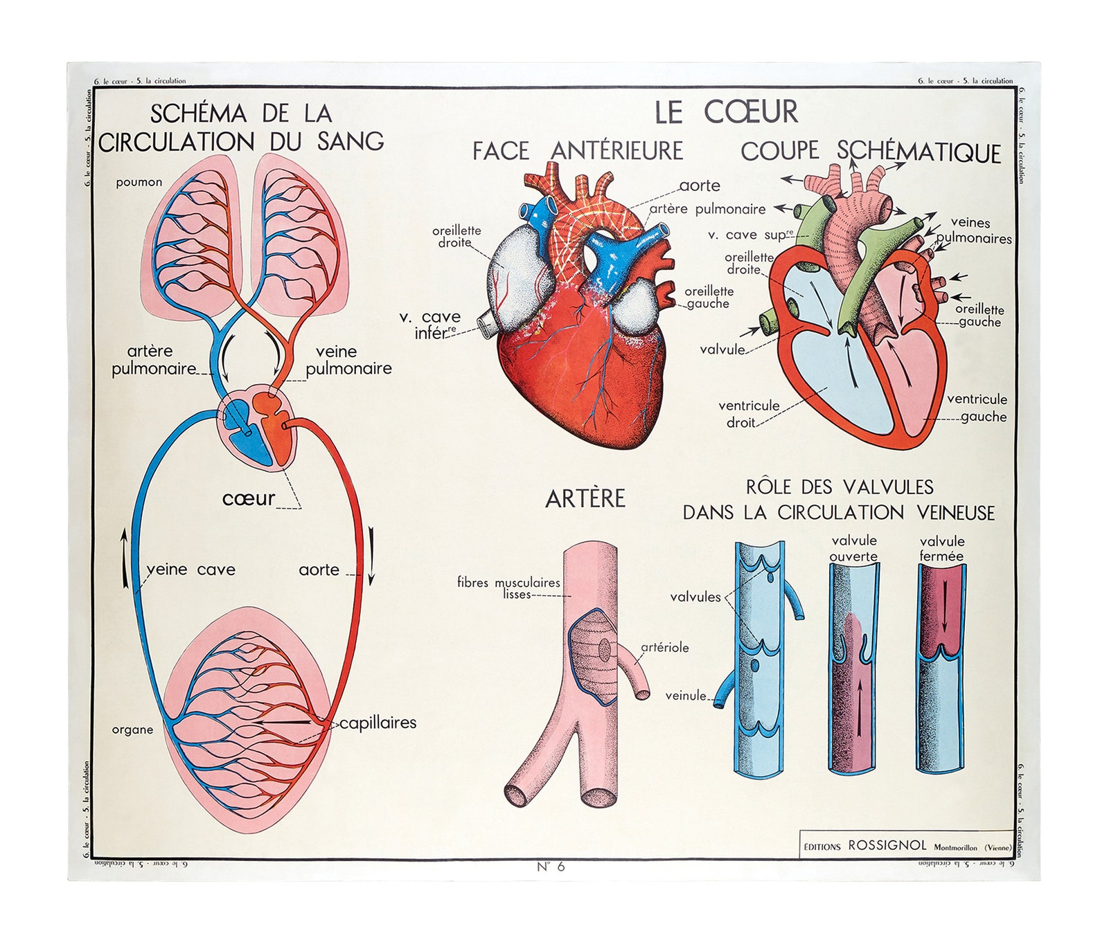 Vintage School Anatomy Poster Heart Blood Circulation Wall Decoration ...