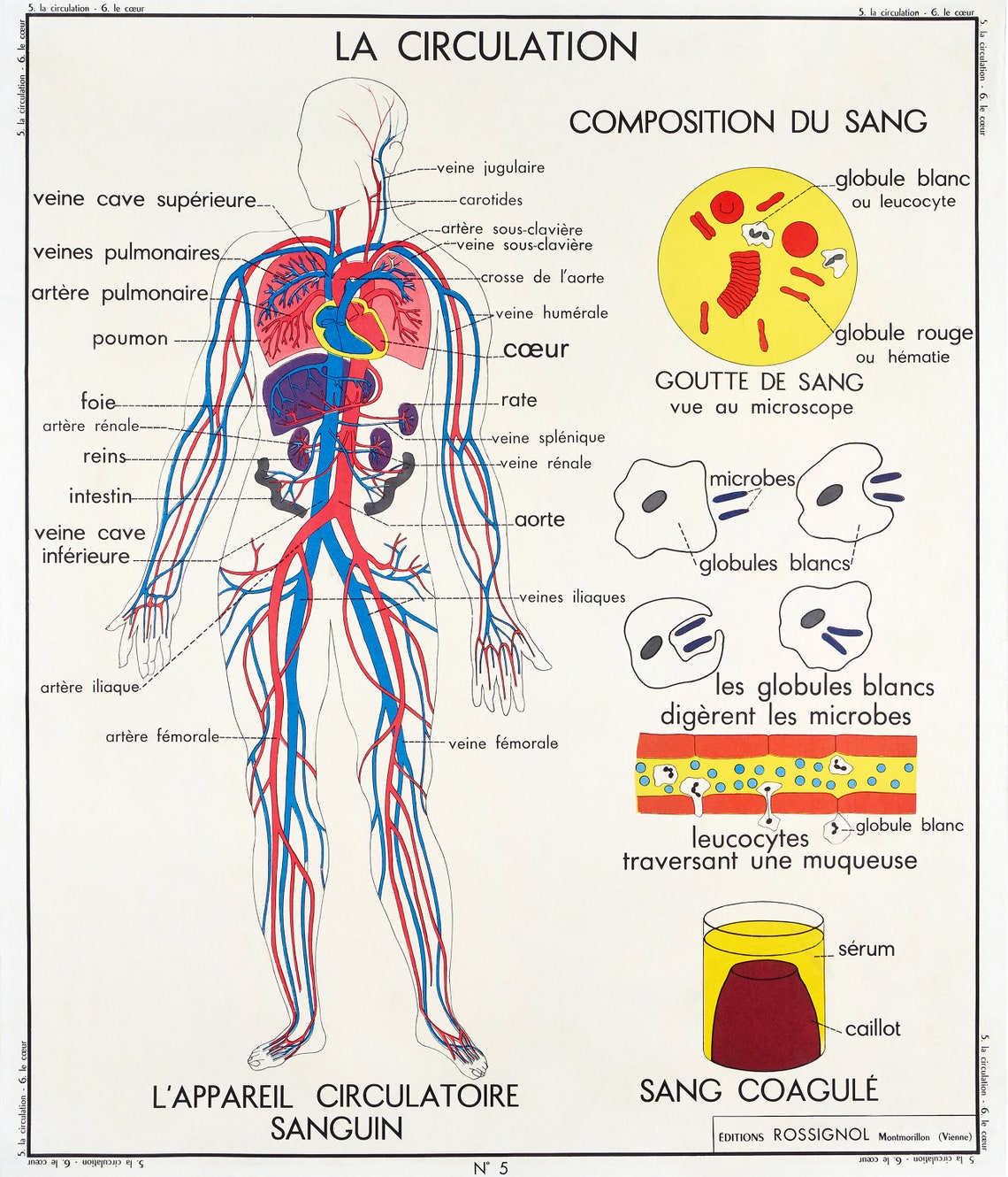 Vintage School Anatomy Blood Circulation Poster Wall Decoration Poster ...