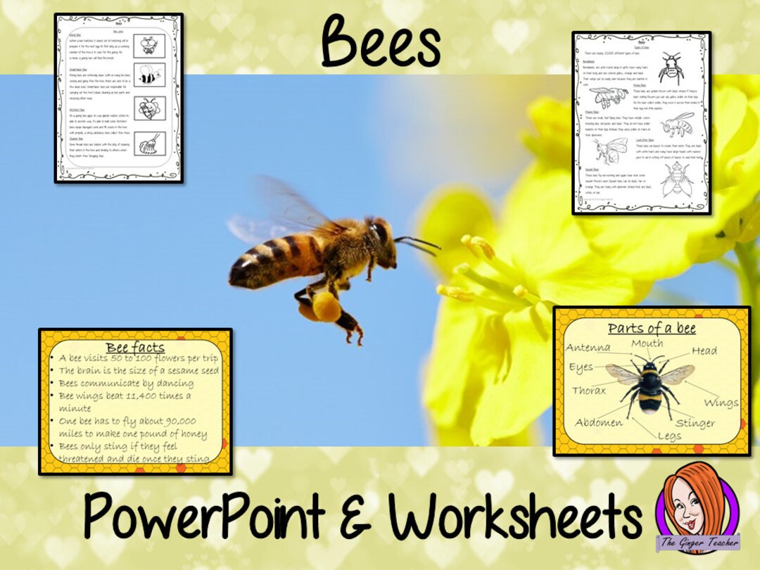 Bees Lesson Classroom Teaching Resources Home School Learning Homework ...