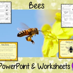 Bees Lesson Classroom Teaching Resources Home School Learning Homework ...