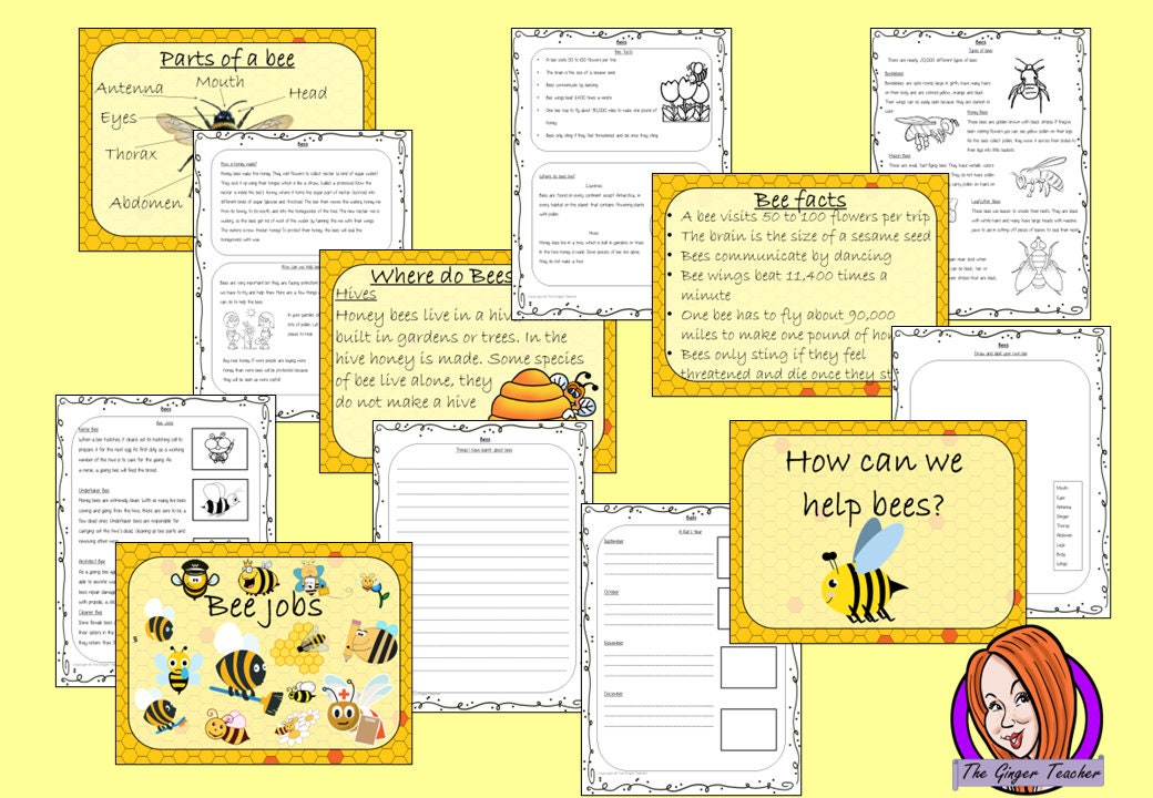 Bees Lesson Classroom Teaching Resources Home School Learning Homework ...