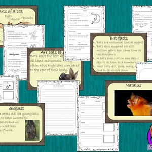BATS LESSON Powerpoint and Worksheets Classroom Teaching Resources ...