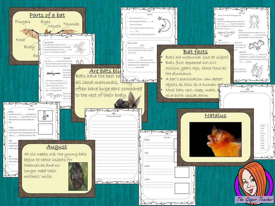 BATS LESSON Powerpoint and Worksheets Classroom Teaching Resources ...