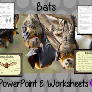 BATS LESSON Powerpoint and Worksheets Classroom Teaching Resources ...