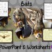 BATS LESSON Powerpoint and Worksheets Classroom Teaching Resources ...