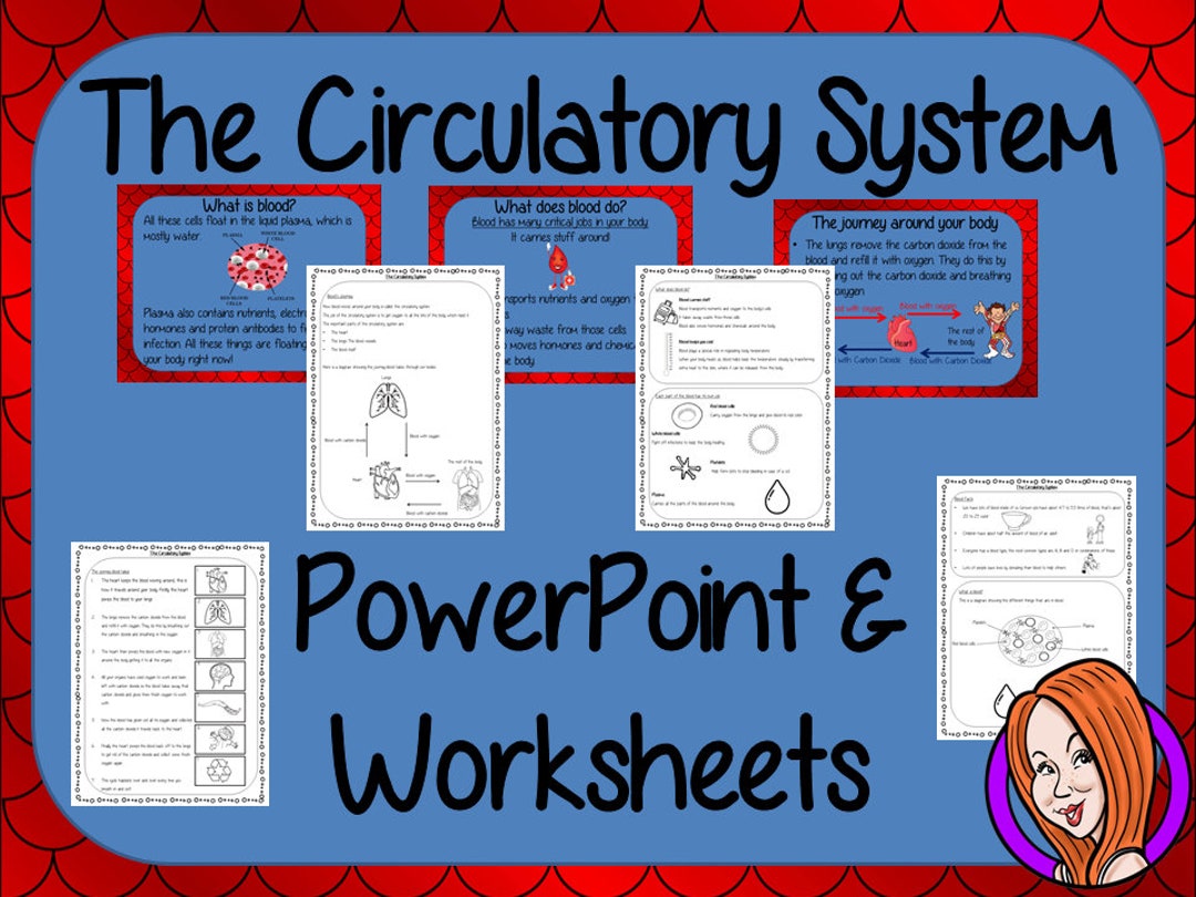 Blood Lesson the Circulatory System Classroom Teaching Resources ...
