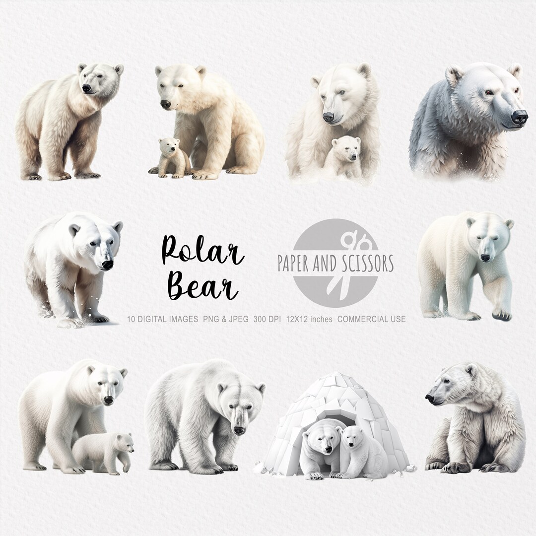 Polar Bear Clipart, Polar Bear PNG, Polar Bear Illustration, Bear Art ...