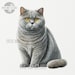 British Shorthair Cat Clipart, Cat PNG, Cat Illustration, Cat Clipart ...