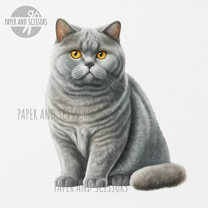 British Shorthair Cat Clipart Cat PNG Cat Illustration Cat - Etsy