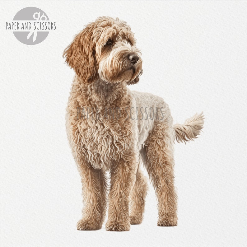 Labradoodle Clipart Labradoodle PNG Dogillustration Dog - Etsy