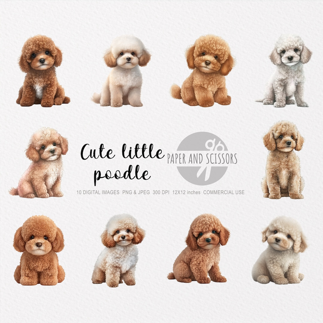 Toy Poodle Clipart, Poodle PNG, Poodle Illustration, Dog Clipart ...