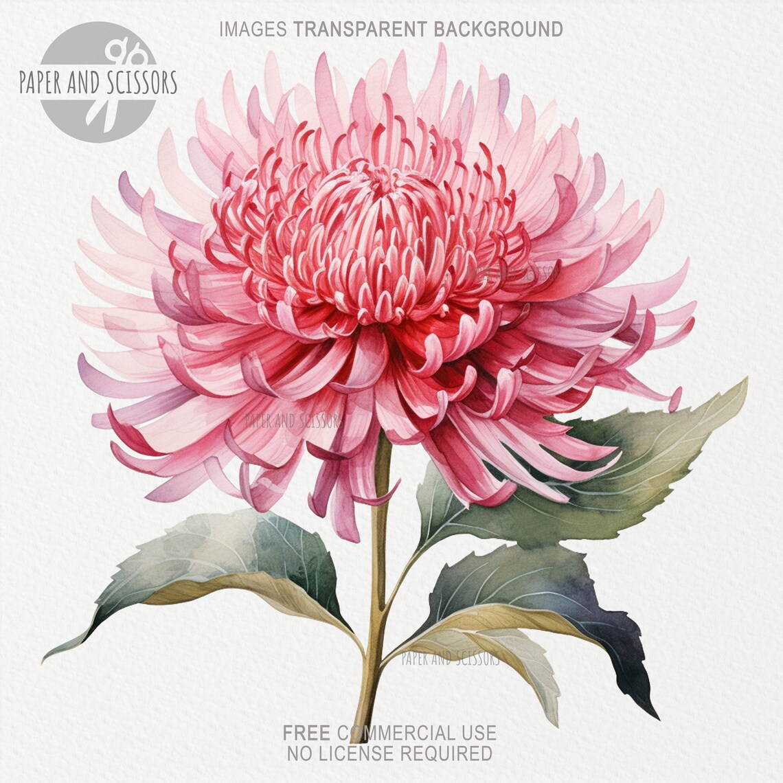 15 Dahlia Flowers Clipart, Dahlia PNG, Dahlia Illustration, Watercolor ...