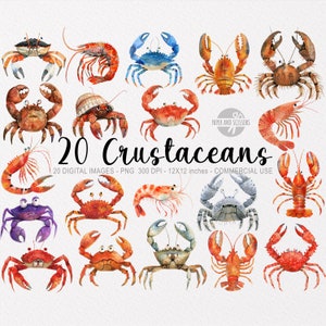 20 Crustaceans Cliparts, Undersea Animals Watercolor PNG, Baby Shower ...
