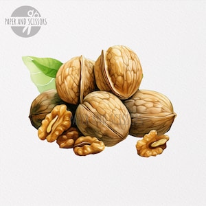 15 Nuts Clipart, Nuts PNG, Nuts Illustration, Watercolor Nuts, Nuts ...