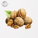 15 Nuts Clipart, Nuts PNG, Nuts Illustration, Watercolor Nuts, Nuts ...