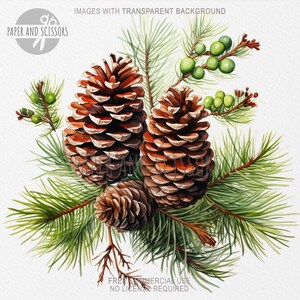 10 Christmas Pine Cones Clipart, Watercolor Christmas Pine Cones PNG ...